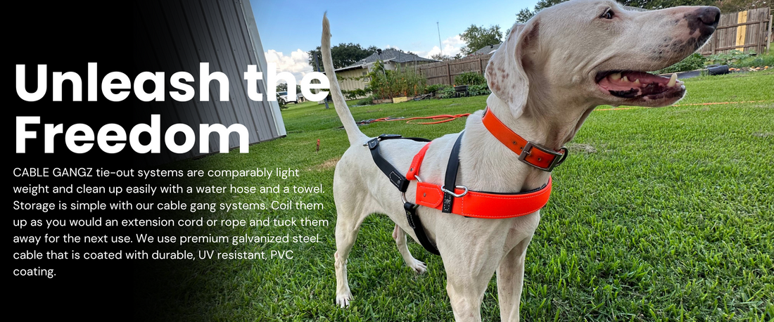 CABLE GANGZ - Cable gang tie out systems for hunting dogs – Cable Gangz