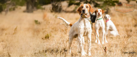 CABLE GANGZ - Cable gang tie out systems for hunting dogs – Cable Gangz