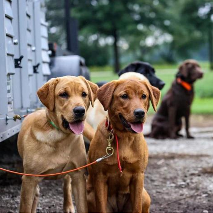 CABLE GANGZ in Action – Cable Gangz