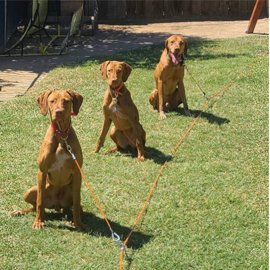 CABLE GANGZ in Action – Cable Gangz