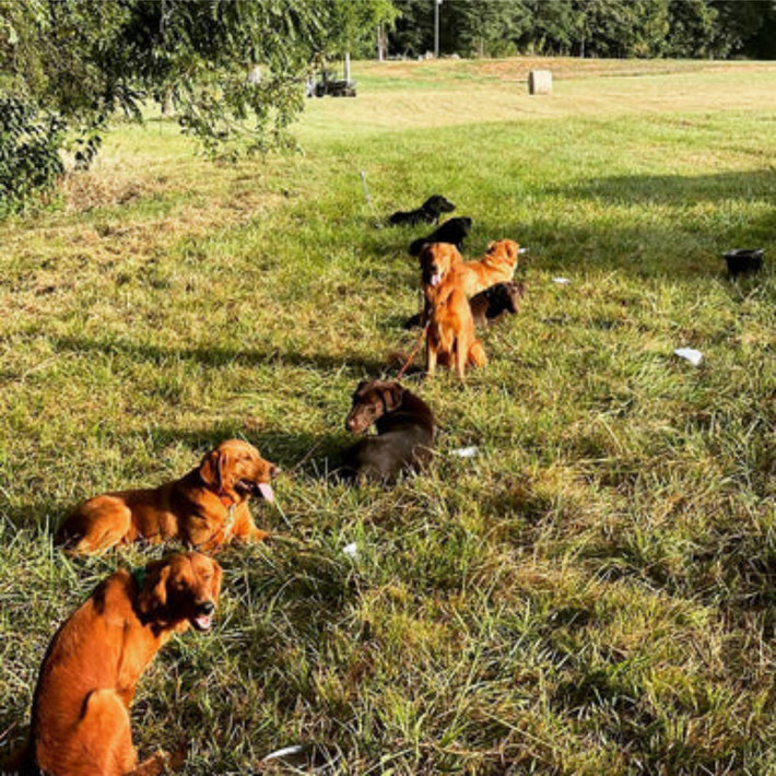 CABLE GANGZ in Action – Cable Gangz