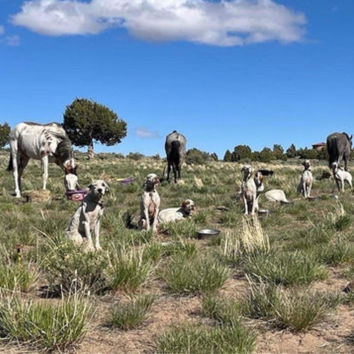 CABLE GANGZ in Action – Cable Gangz